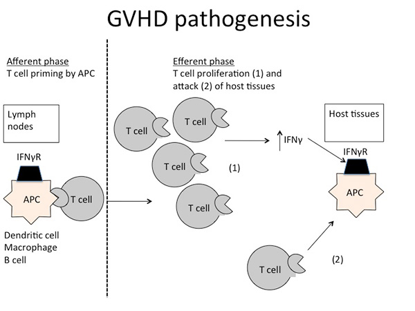 Graft-versus-host-disease (GVHD) – Department of Pediatrics – UW–Madison